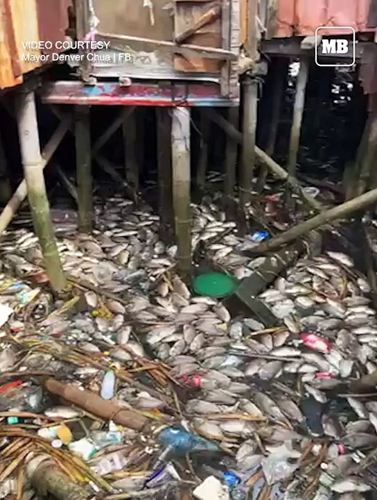 Thousands of fish turn belly up in Cañacao Bay, Cavite City - video ...