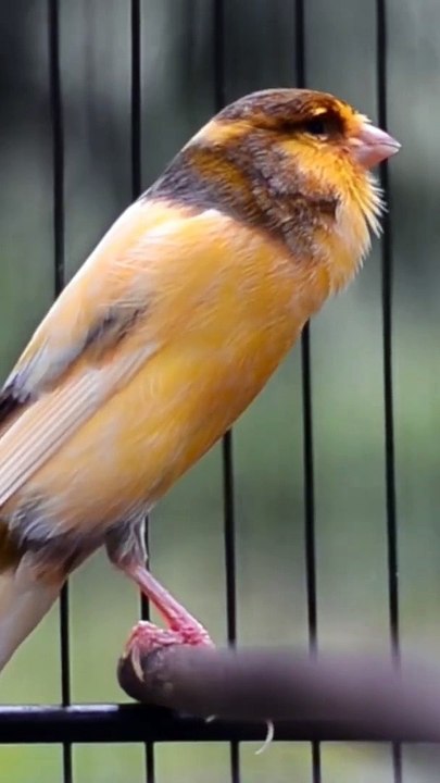 Canary Singing birds sounds at its best - Melodies Canary Bird song # ...