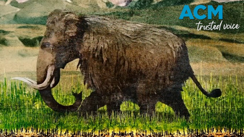 Woolly Mammoths could be our climate saviours | The Northern Daily ...