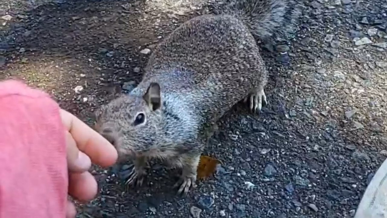 This Woman Has a Genius Way of Communicating With Squirrels! - video ...