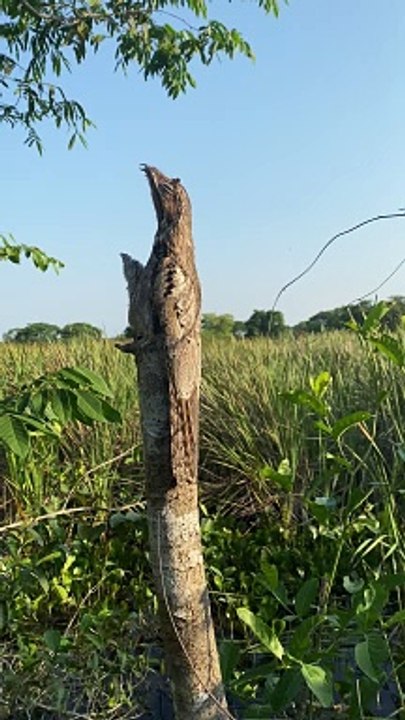 Potoo Bird Demonstrates Excellent Camouflage - video Dailymotion