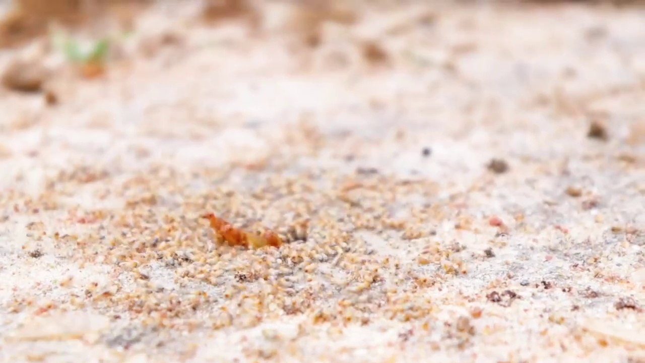 Eesal | Cooking Eating Winged TERMITES | Healthy village food | Village ...