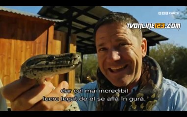 TOP 60 Animale periculoase by Filme Documentare Subtitrate despre ...