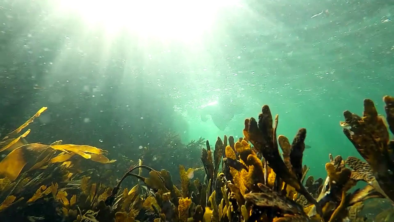 Scotland: Ocean Nation | show | 2023 | Official Trailer - video Dailymotion