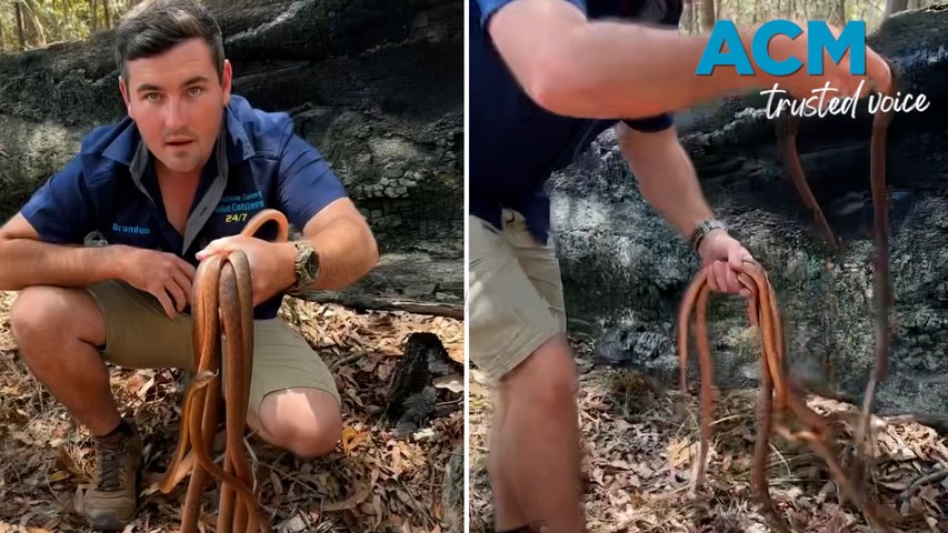 Snake catcher snares more than he bargained for | The Canberra Times ...