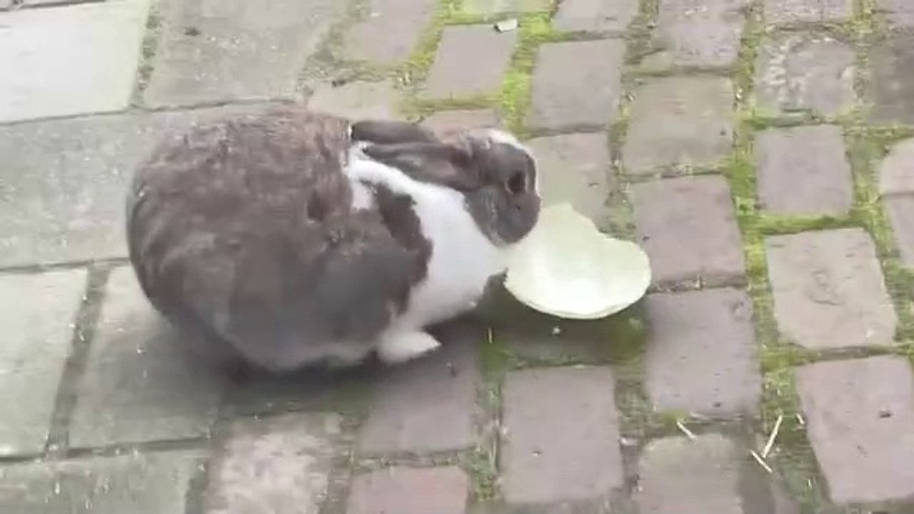 Buying A Banger - Vera Jarw, Greta Foss - video Dailymotion