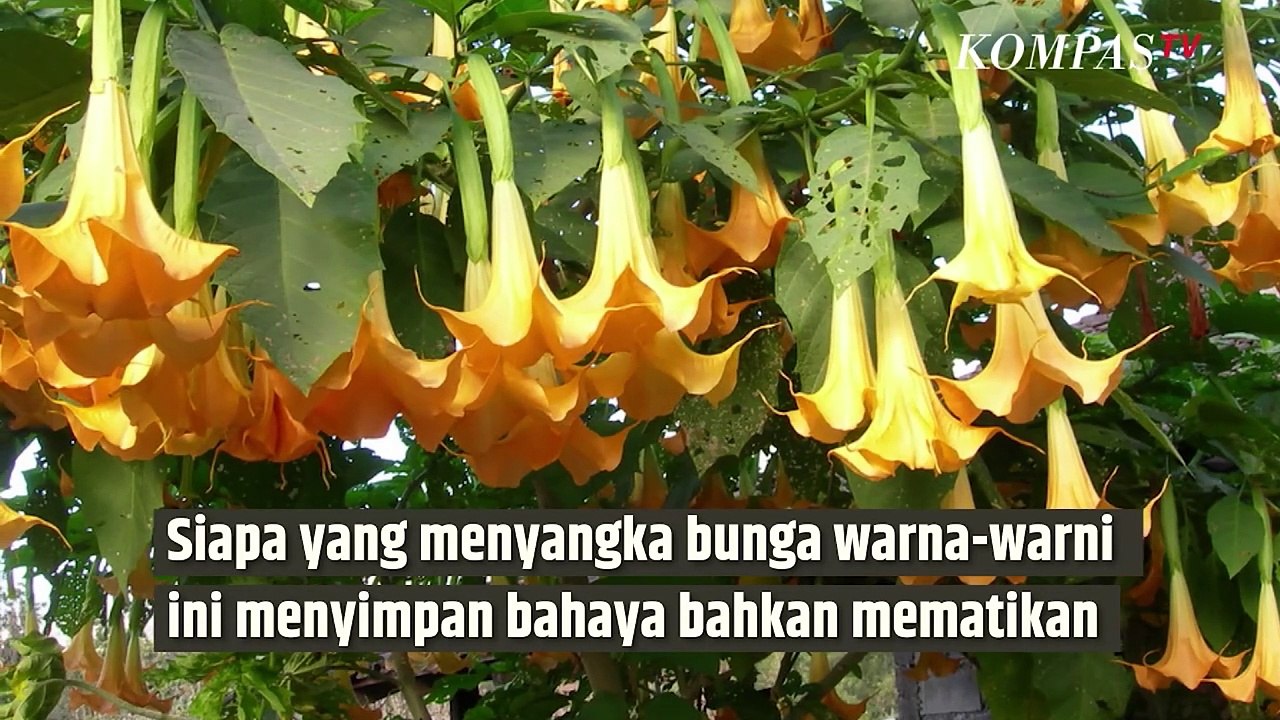 Hal Membahayakan dari Bunga Terompet yang Orang Belum Banyak Tahu ...