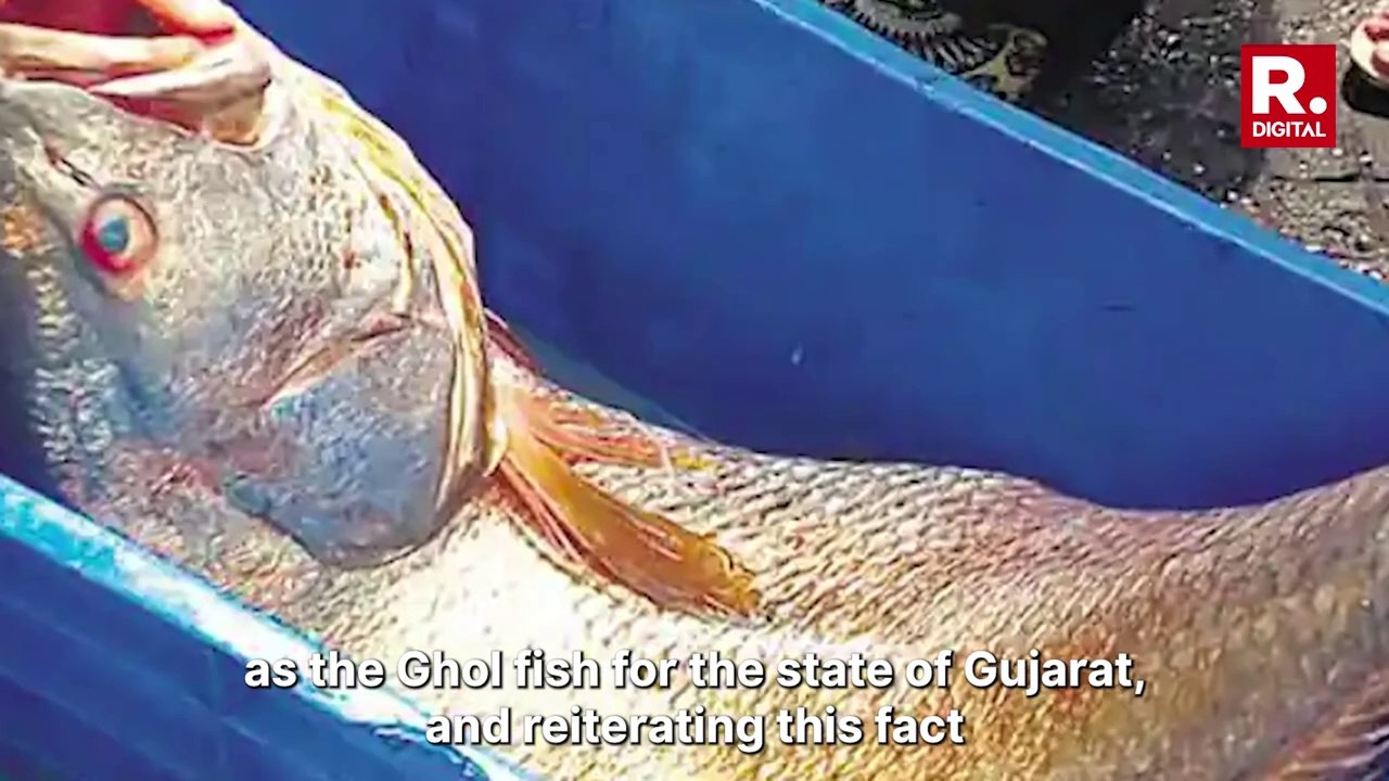 Why Ghol Fish Is The 'Gold Of The Sea'_ All You Need To Know About ...