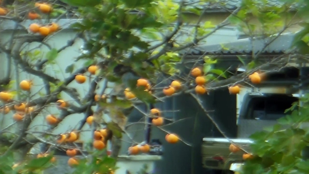 Kaki Season in Japan - video Dailymotion