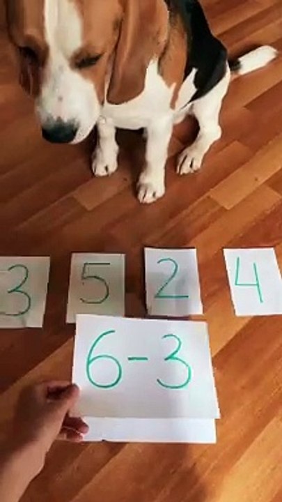 Brainy Beagle Solves Math Problems - video Dailymotion