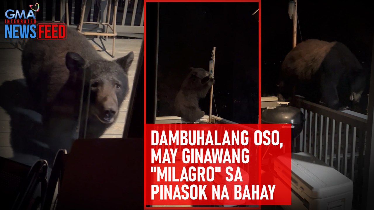 Dambuhalang oso, may ginawang "milagro" sa pinasok na bahay | GMA ...