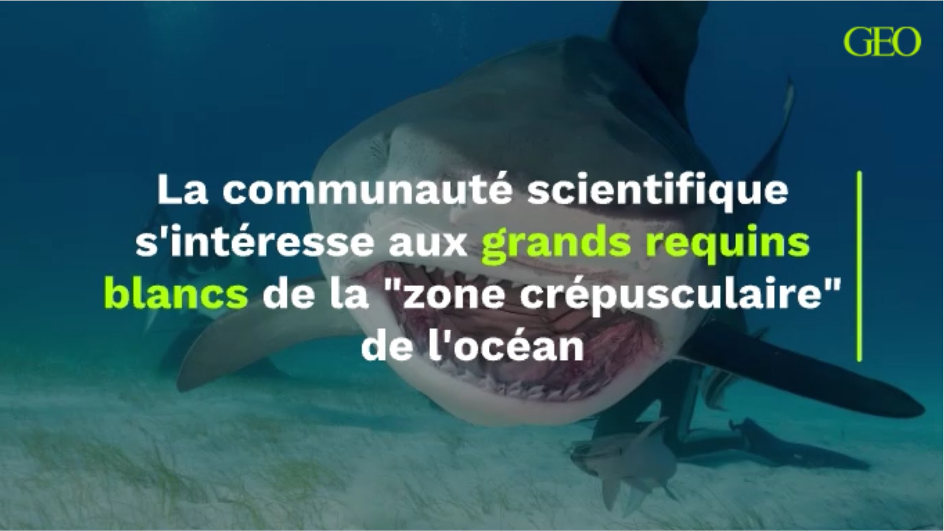 Grand Requin Blanc De 30 Pieds Les Requins De Polynésie, Voyage Et