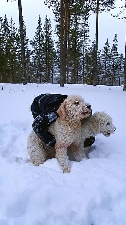 Double Doodle Snow Pile - video Dailymotion