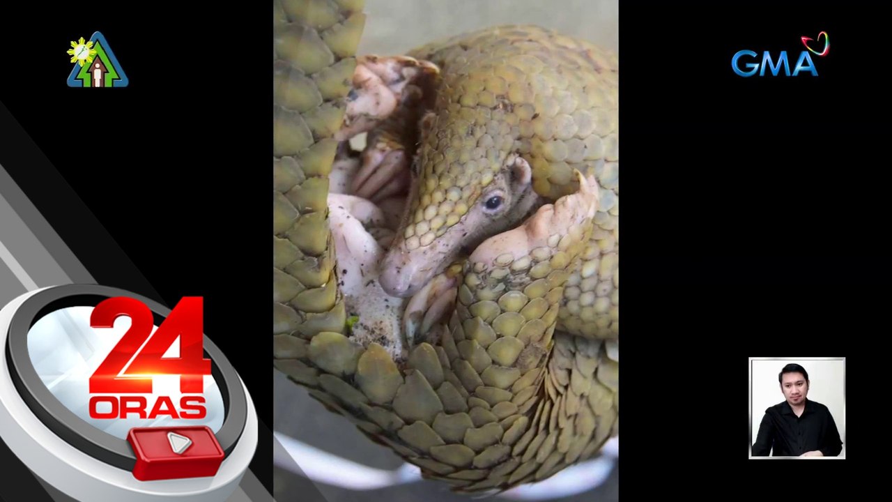 Larawan ng Pangolin na sinagip sa Puerto Princesa, Palawan, viral online | 24 Oras - video ...