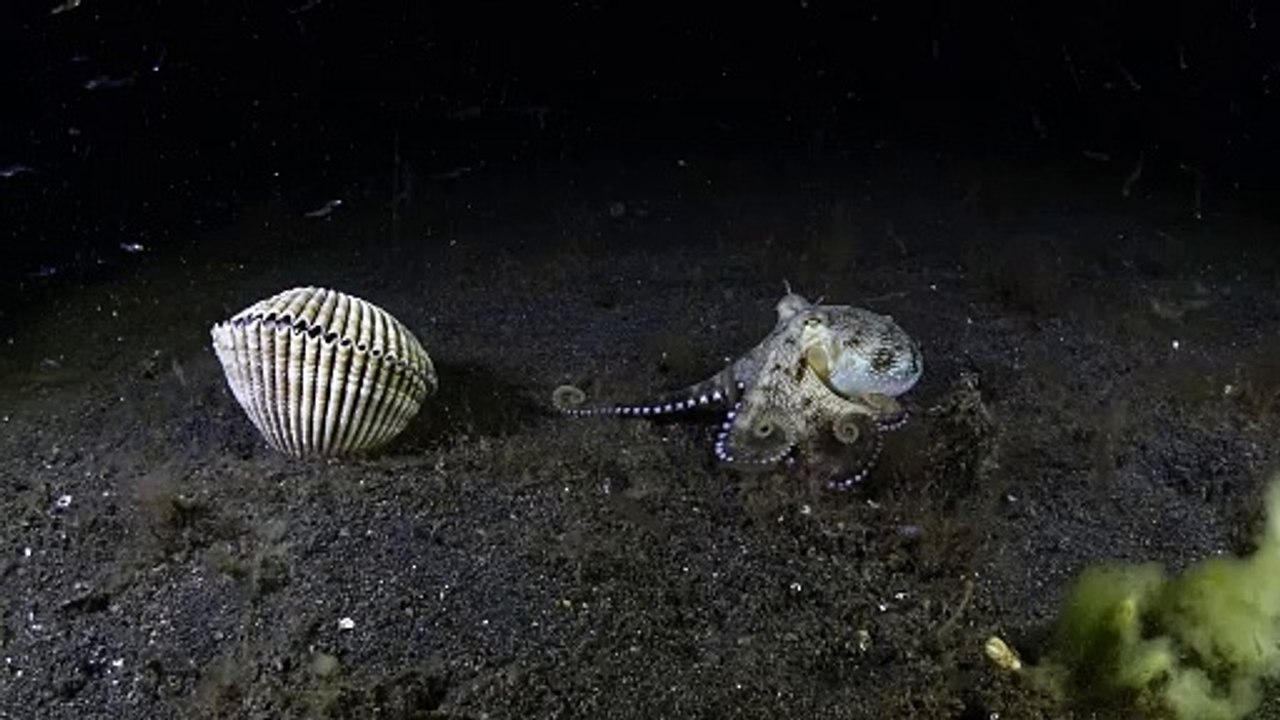 Octopuses Battle Over Shell - video Dailymotion