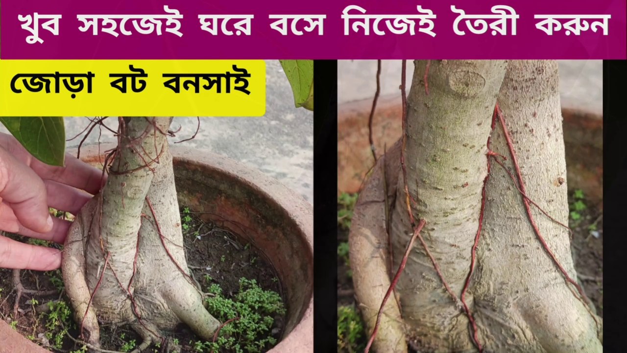 দ্রুত জোড়া বট বনসাই তৈরীর পদ্ধতি ।। How to make Banyan tree Bonsai ...