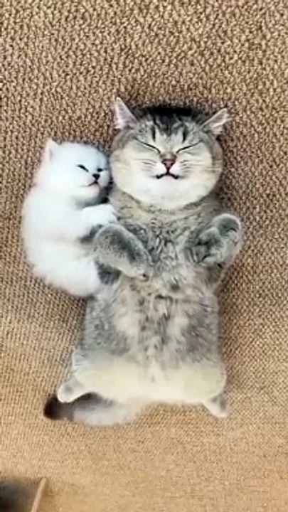 Cats Doing Cat Things (15) - Vidéo Dailymotion