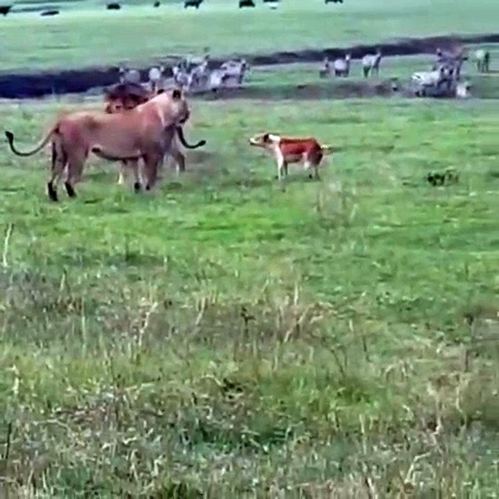 Lions vs maasai dog(480P) - Vidéo Dailymotion