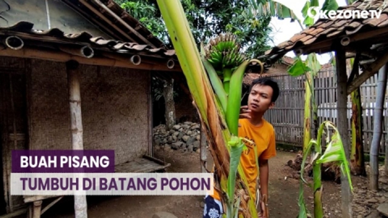 Heboh! Buah Pisang Tumbuh di Dalam Batang Pohon di Pati - video Dailymotion