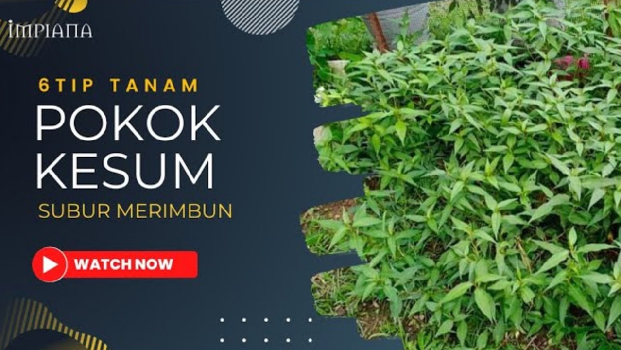 6 Tip Tanam POKOK KESUM Subur Merimbun! - Video Dailymotion