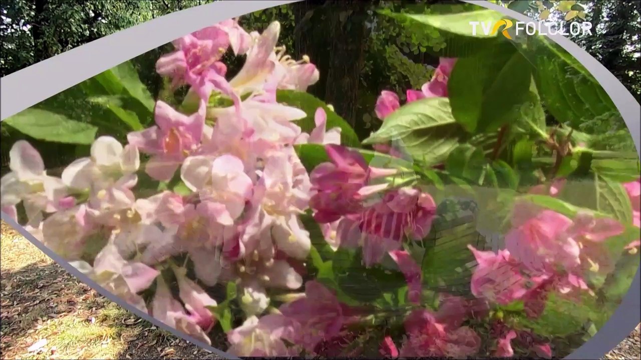 Floarea Calota - Firicel matase alba (arhiva TVR) - video Dailymotion