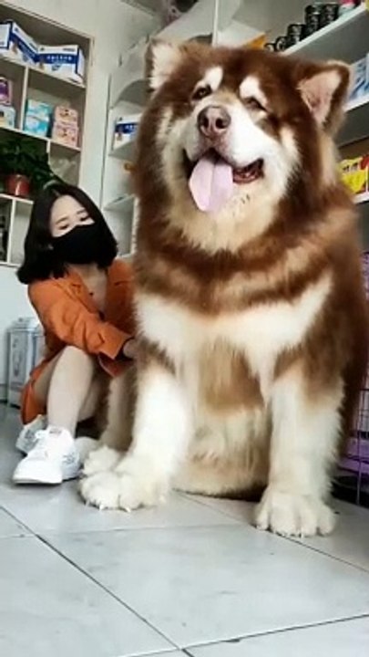 Epic Cute Dog Video Prepare for Cuteness Overload! - video Dailymotion