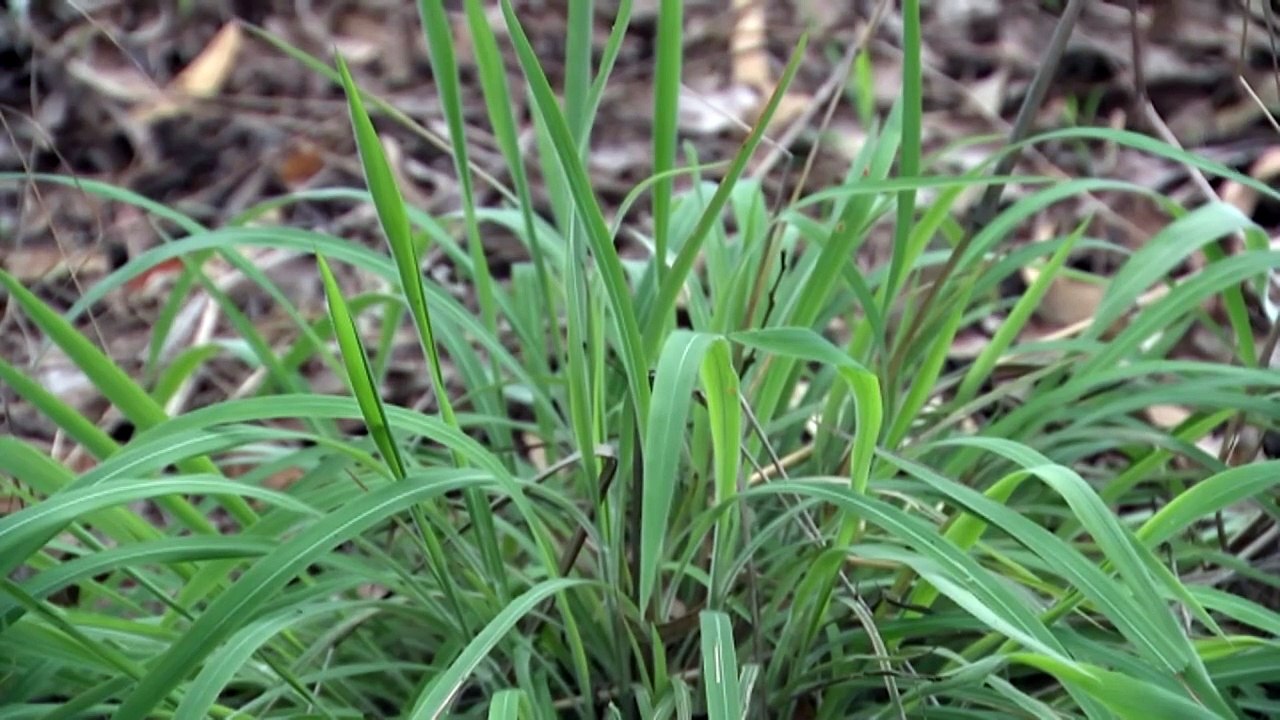 NT government continuing the Gamba Action plan - video Dailymotion