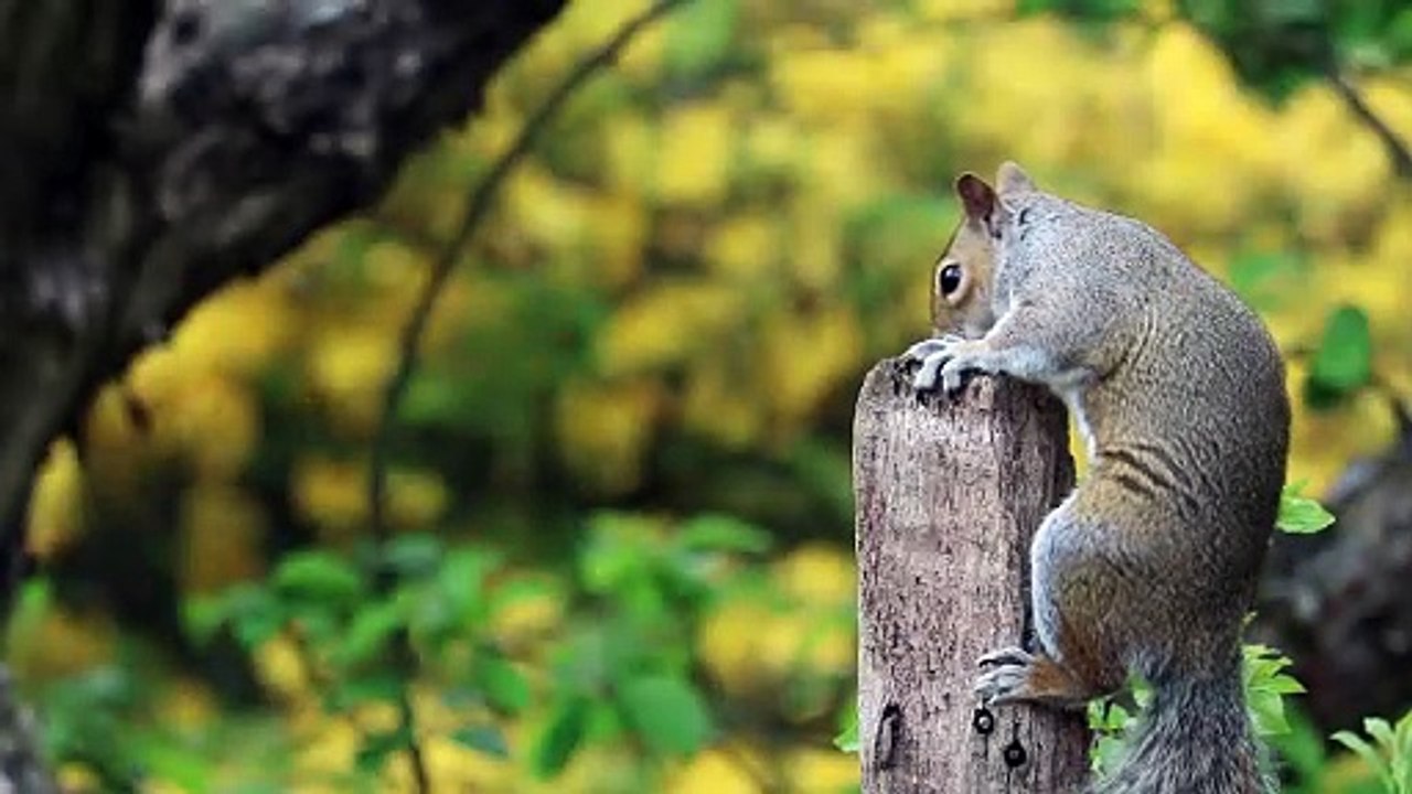 Animals - فيديو Dailymotion