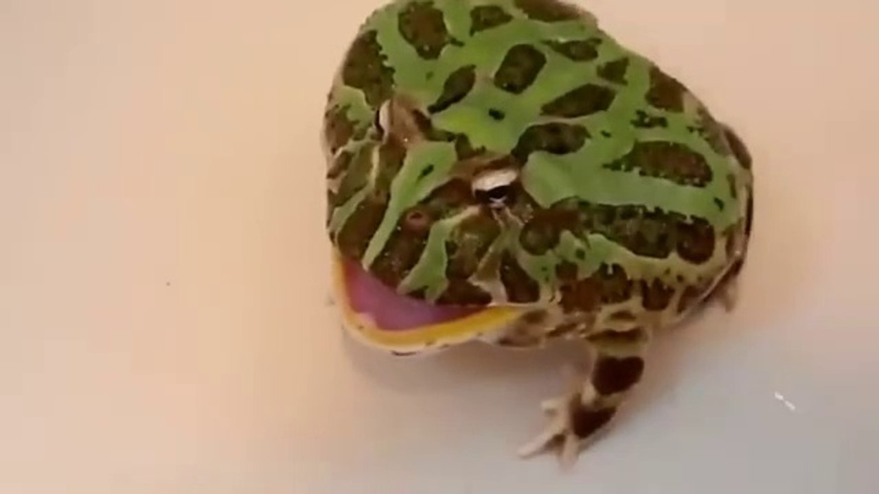 33 screaming frogs - Video Dailymotion