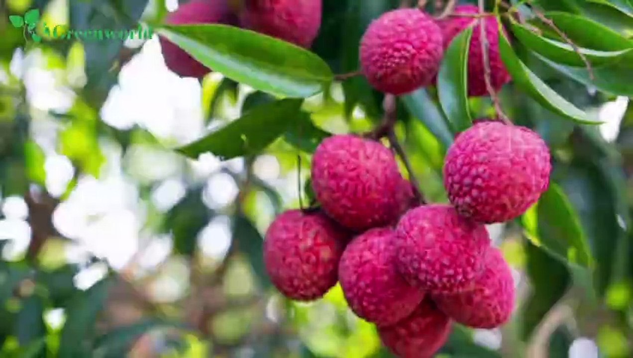 ভরপুর ফলন পেতে ডিসেম্বর জানুয়ারি মাসে লিচু গাছের পরিচর্যা ।। Litchi ...