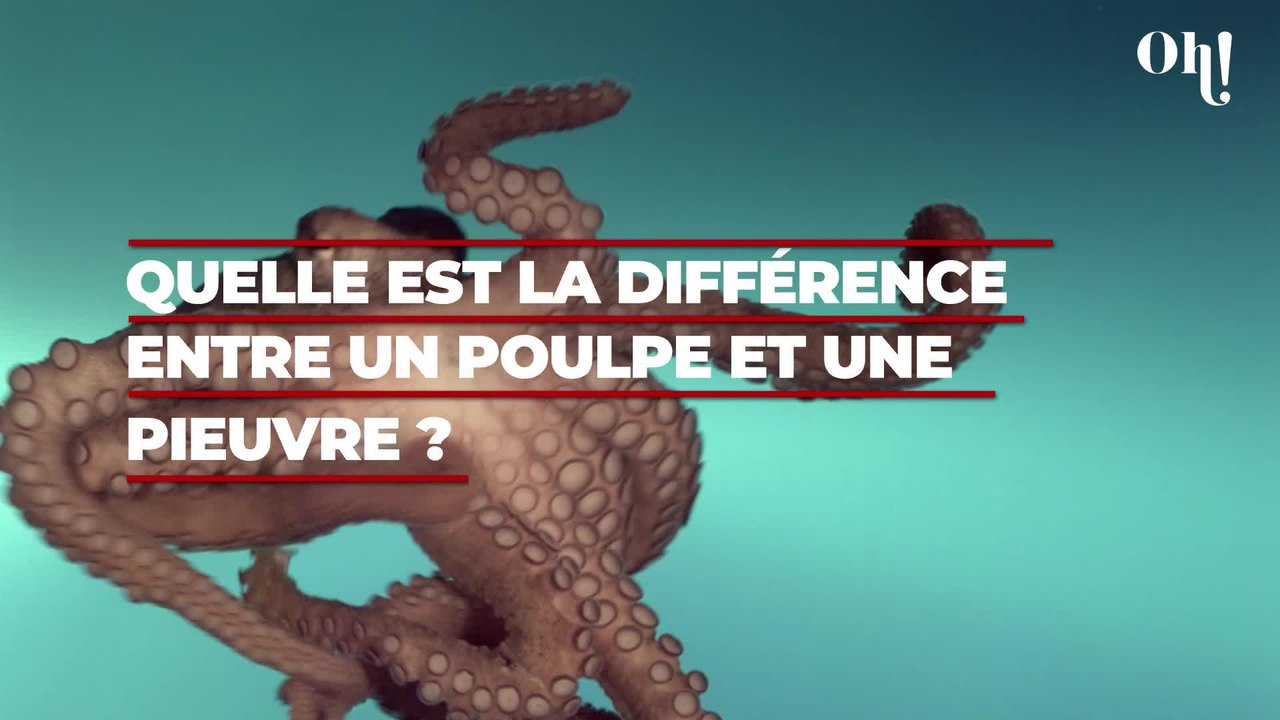 Quelle est la différence entre un poulpe et une pieuvre ? - Vidéo ...