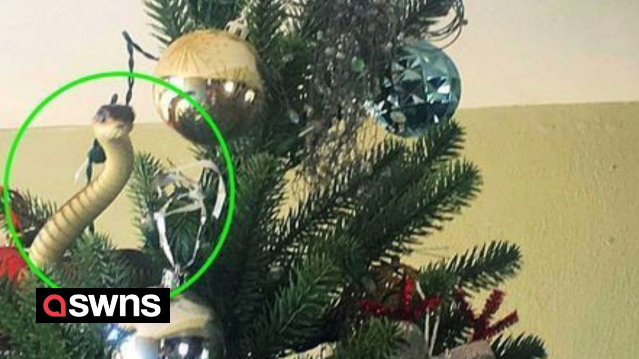 Family discover deadly poisonous snake dangling from their Christmas ...