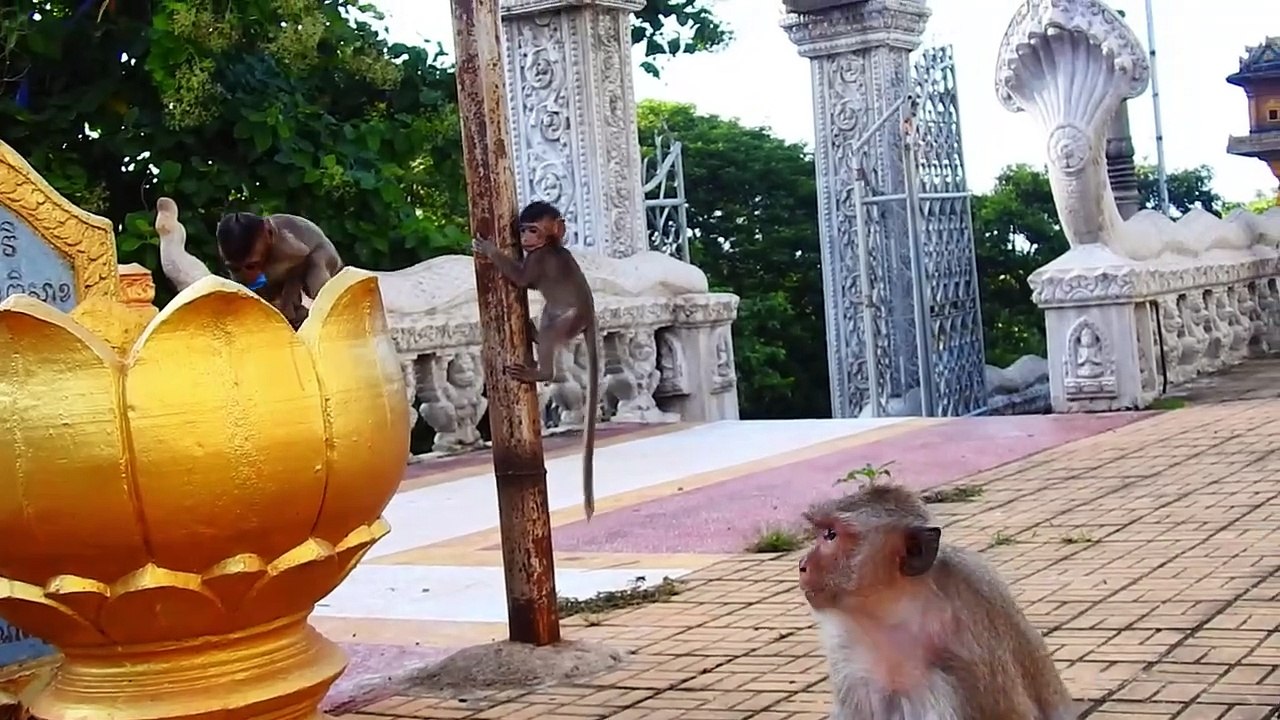 Malika Mom Hate Monika Baby COS of Ride on Tail Mom (720p_25fps_H264 ...