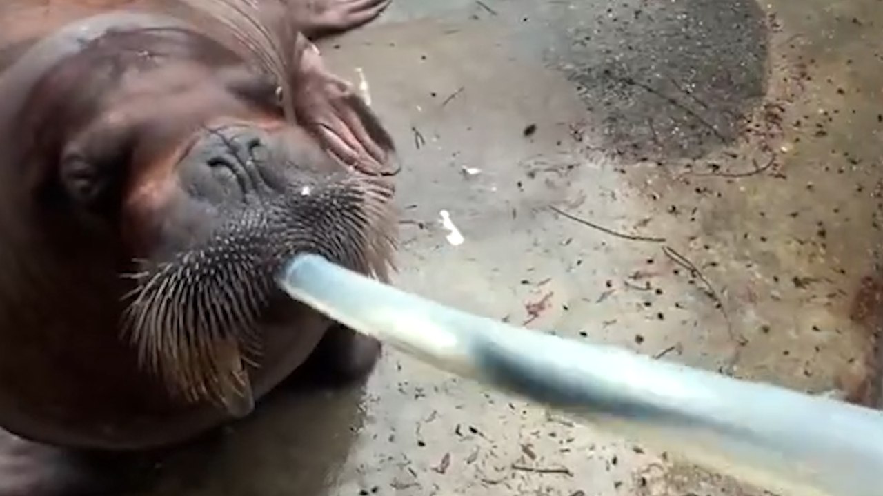 Walrus eats fish with a GIANT straw! - video Dailymotion