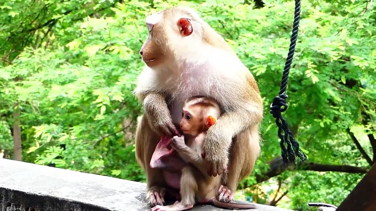 Million Heartbreaks!, poor little Monaco baby stuck in narrow hole ...