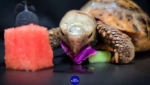 ASMR MUKBANG _ Turtle Tortoise Eating Food Marble150 _ Animal ASMR ...