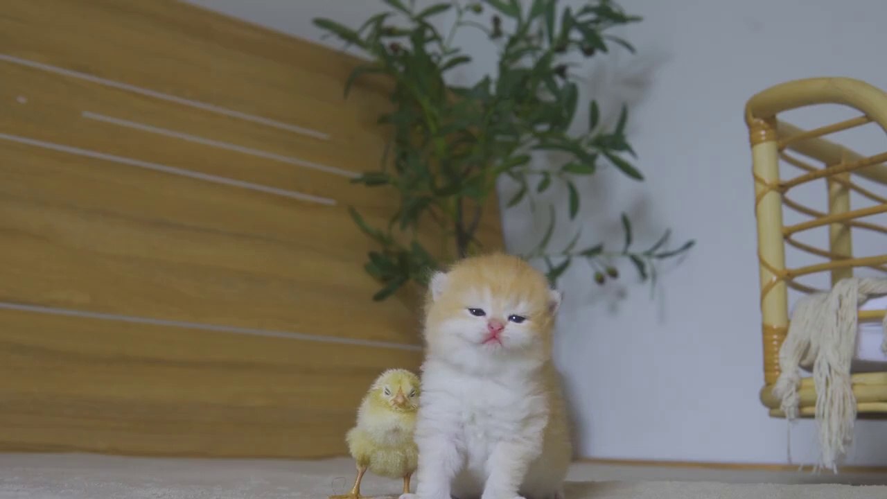 The kitten Pudding and the Chicks are best Friend - Vidéo Dailymotion