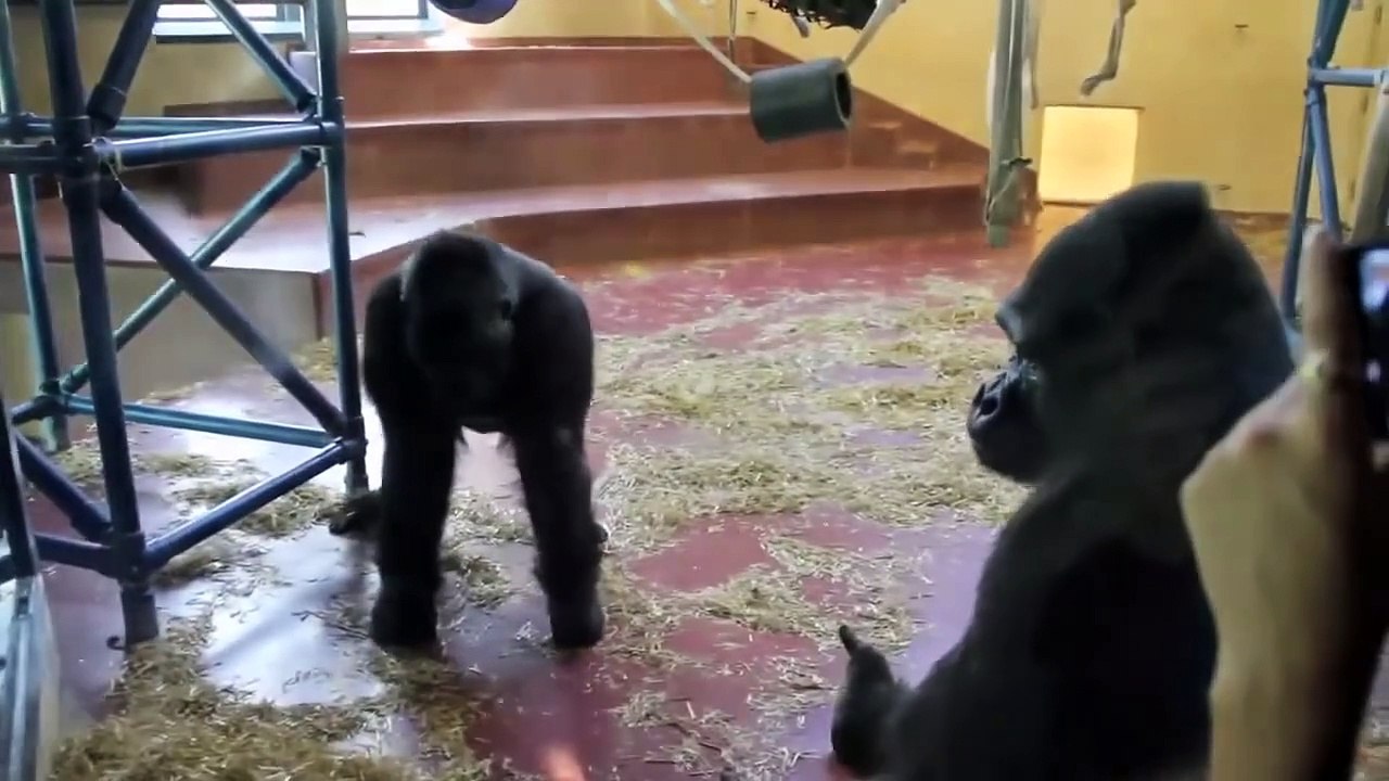 TOP 3 MOST DANGEROUS ANIMALS CAUGHT ON CAMERA - Vidéo Dailymotion