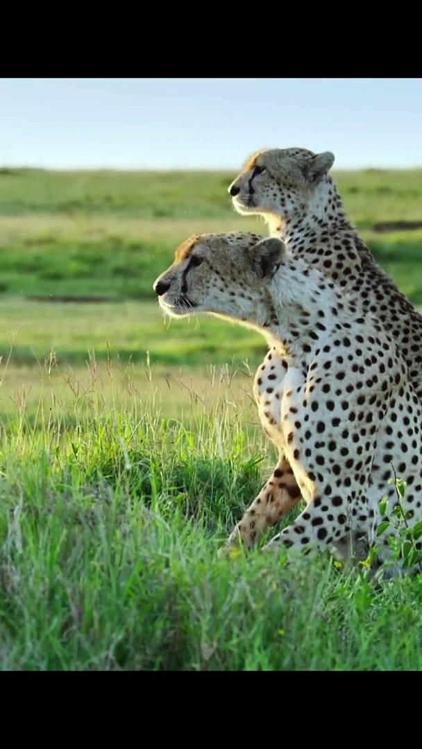 Cheetah Hunting Zebra