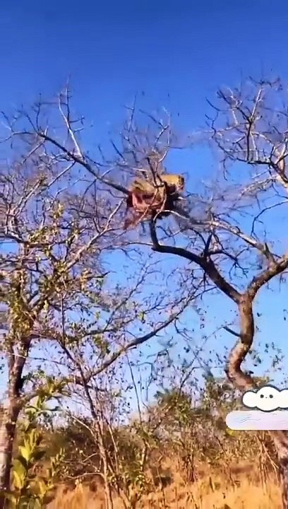 bibtya leopard vrs lion and wolf fight ing UAE jungle angry animal ...