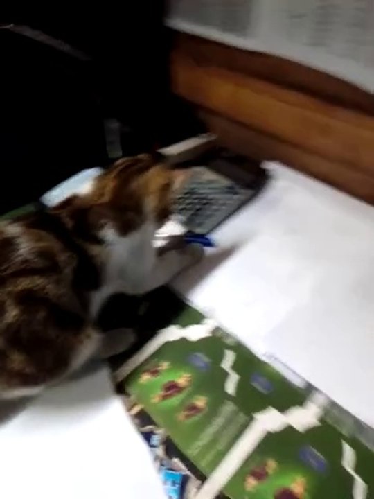 Cat playing - فيديو Dailymotion