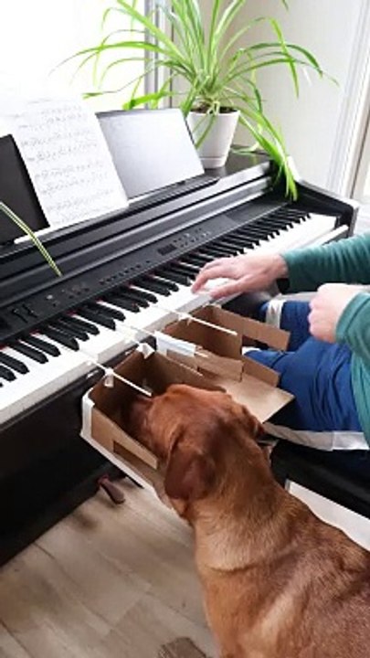 Dog Learns To Play Piano - video Dailymotion