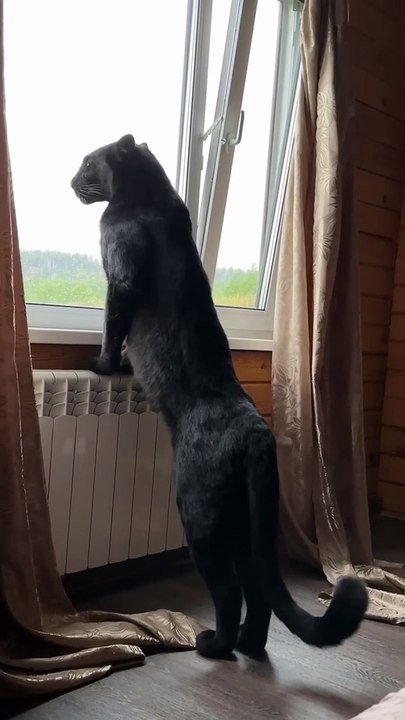 Panther good morning - video Dailymotion