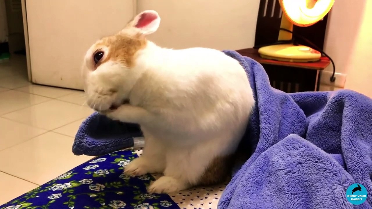 Cute Rabbit Washing his Face and Ears. - video Dailymotion
