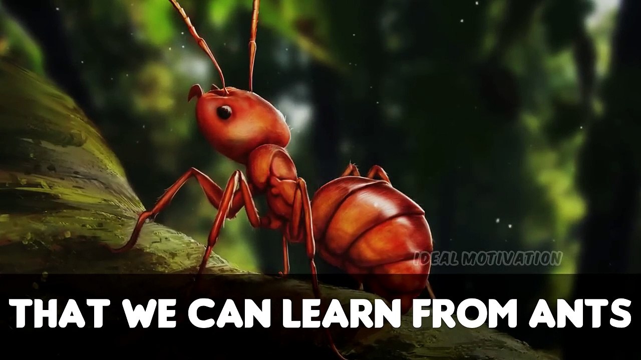 Wisdom Of The Ants - Best Motivational Story - video Dailymotion