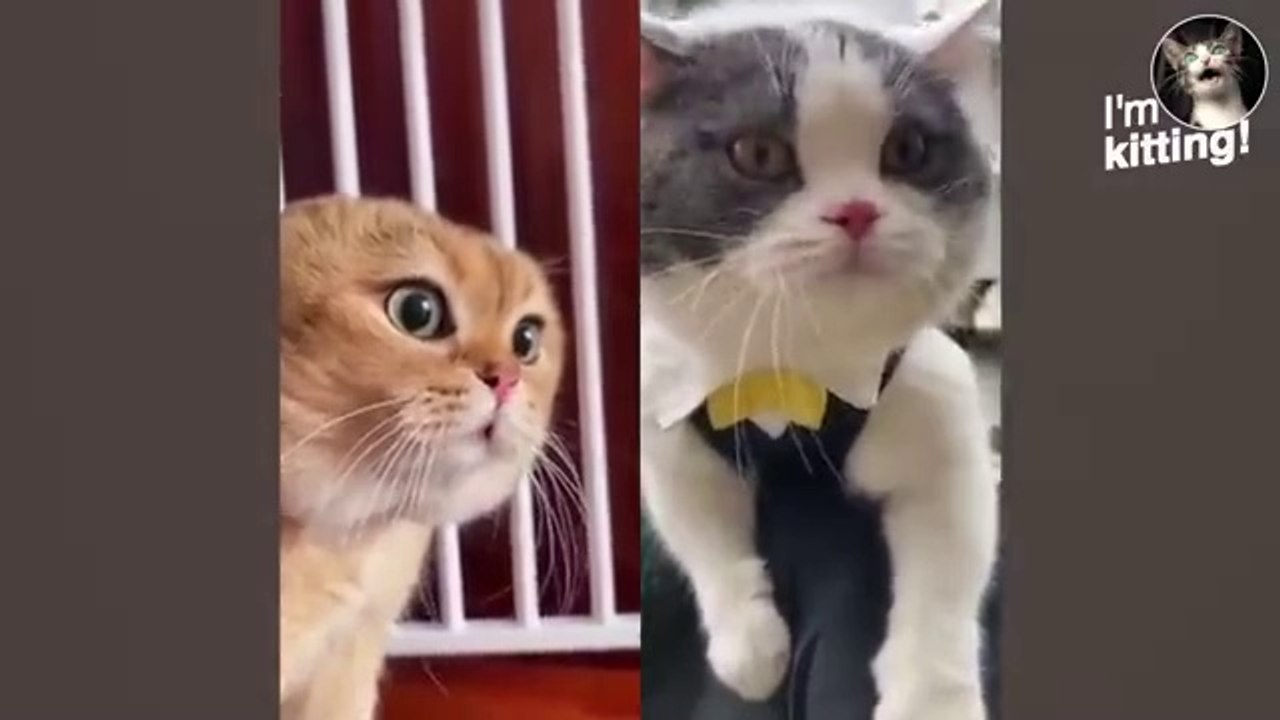 These_Cats_Speak_English_Better_Than_Hooman(360p) - video Dailymotion