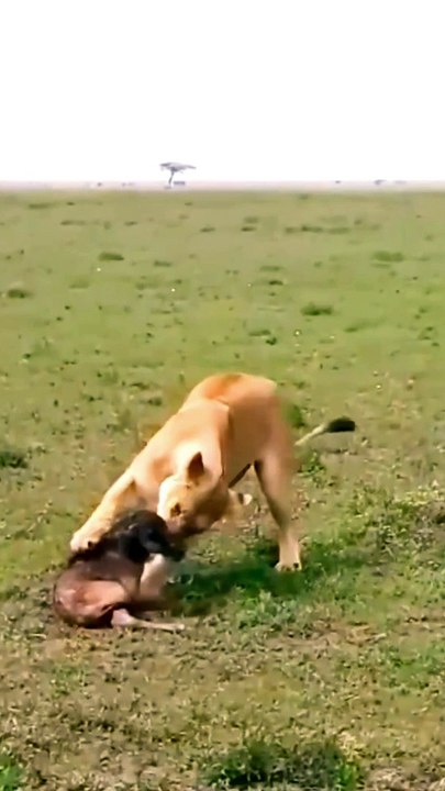 Lion lover for cow kids - video Dailymotion