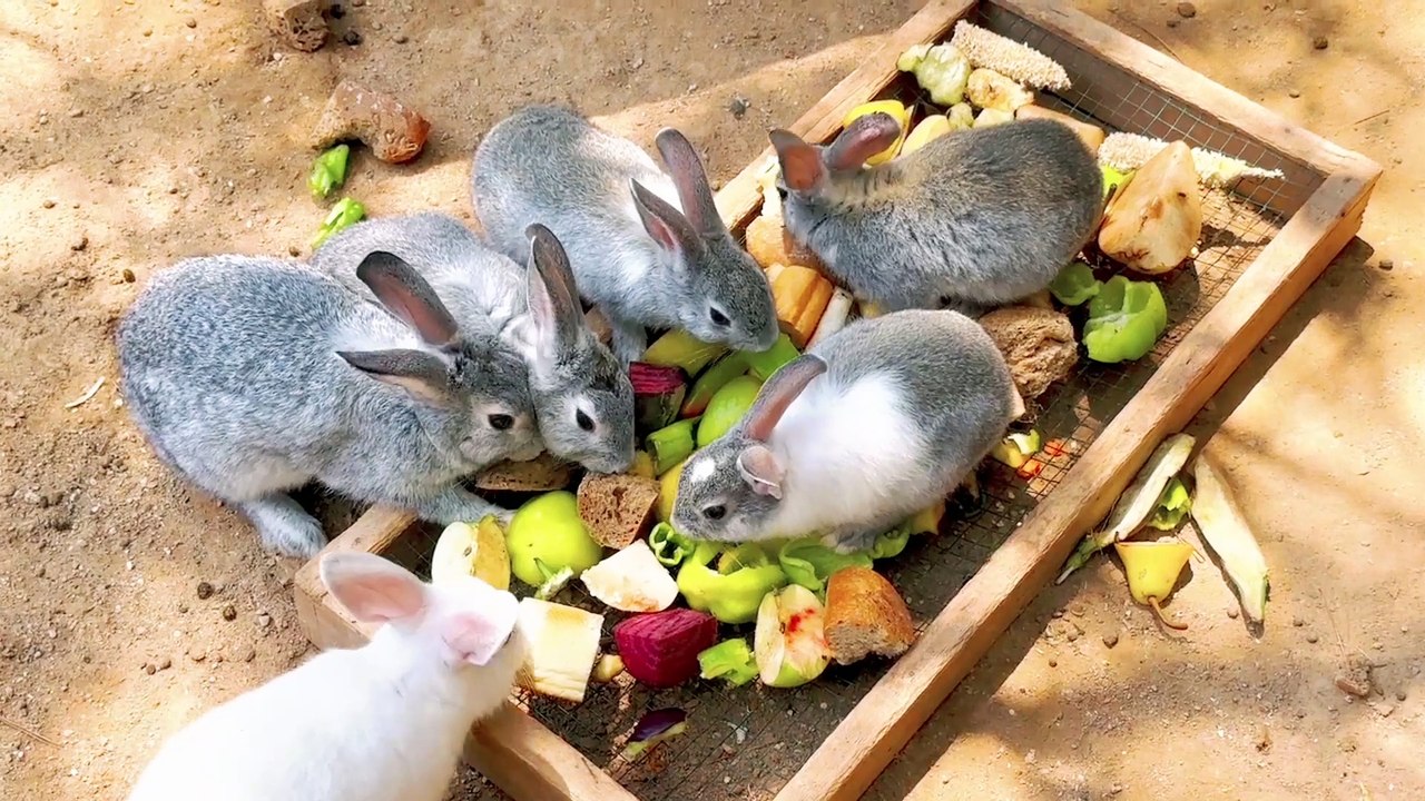 Cute Baby Rabbits Playing, Rabbits Feeding Activities | Cute Bunny ...