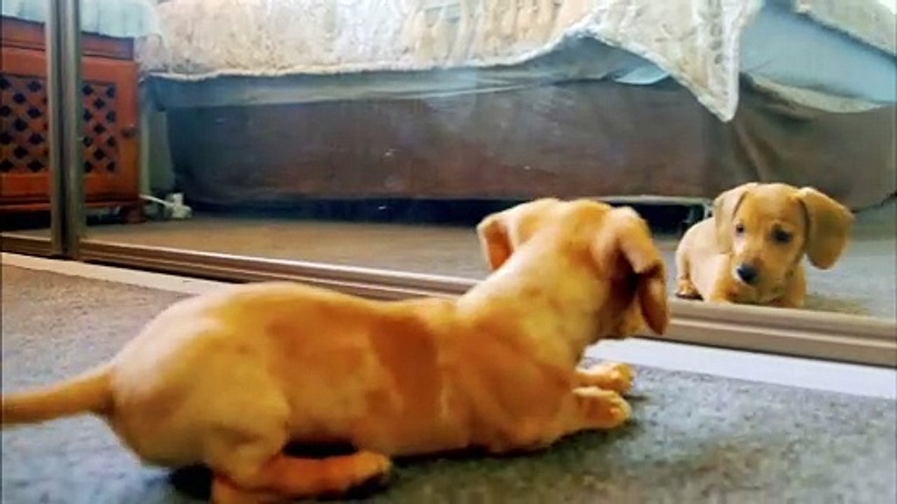 Dog prank on mirror | dog vs mirror | dog mirror prank,animal prank ...