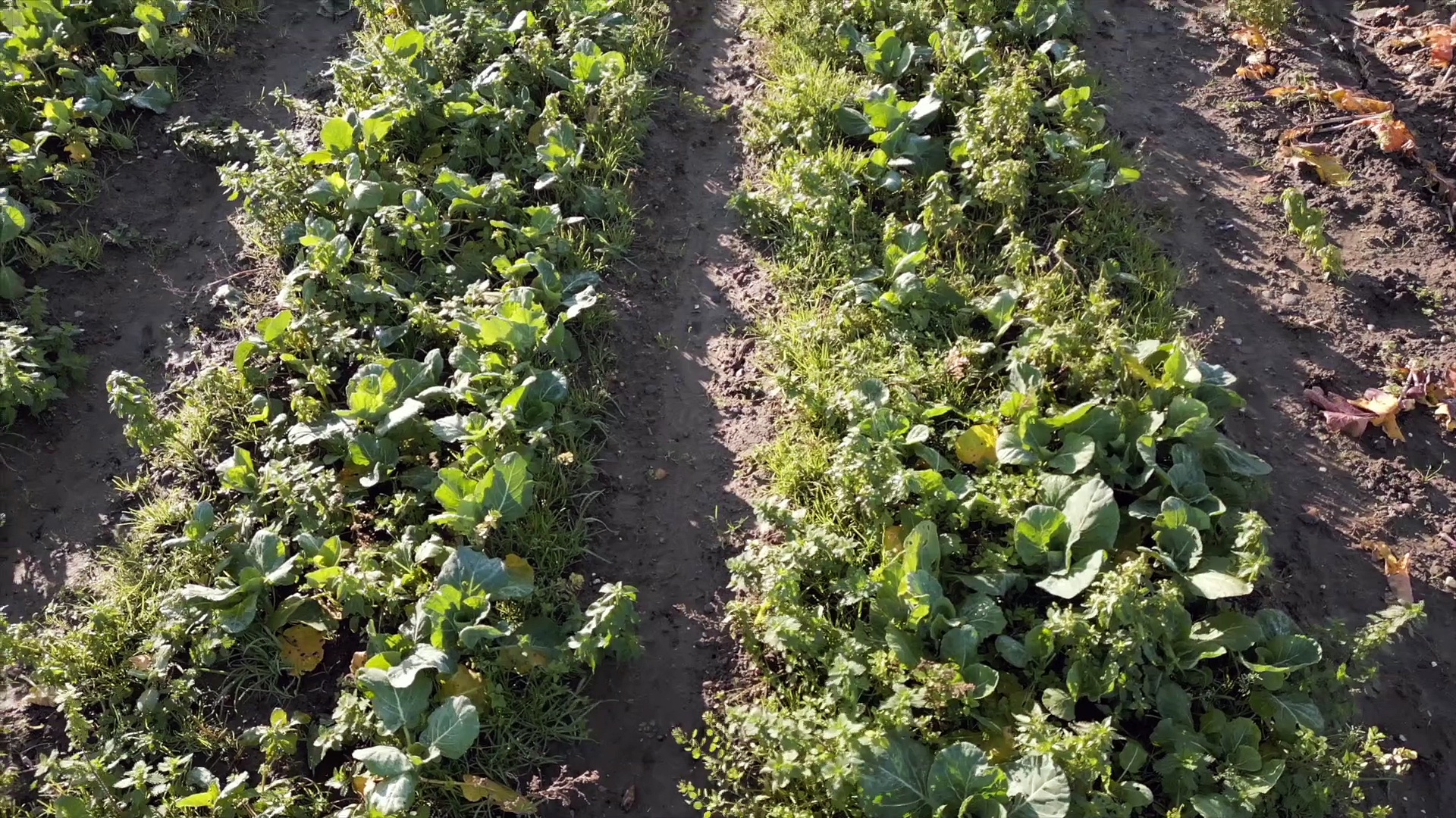 Kent Tonight Special: Kent's Future for Farming